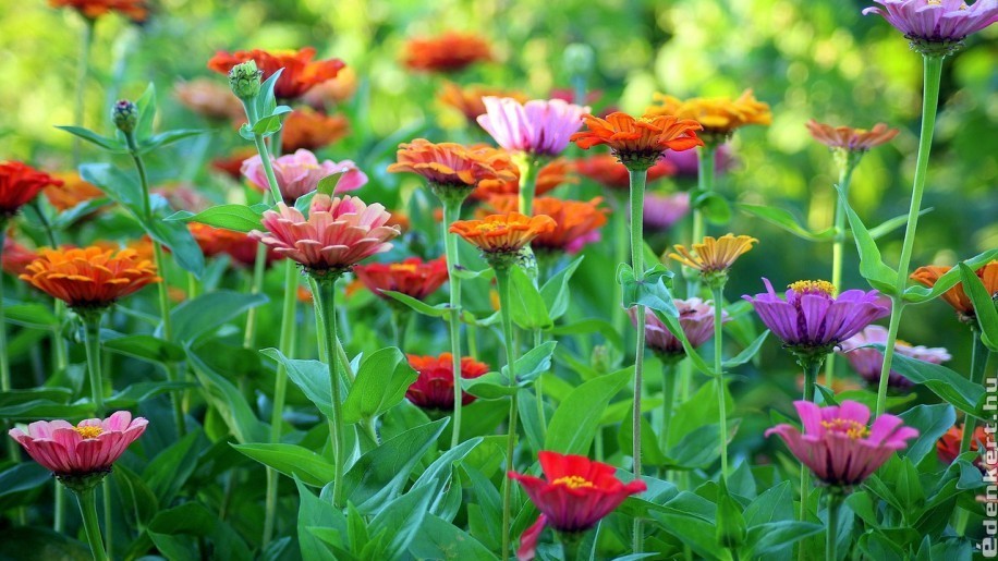 Édenkert.hu | Ez a magyar kiskertek egyik kedvenc virága, ilyen könnyen ...