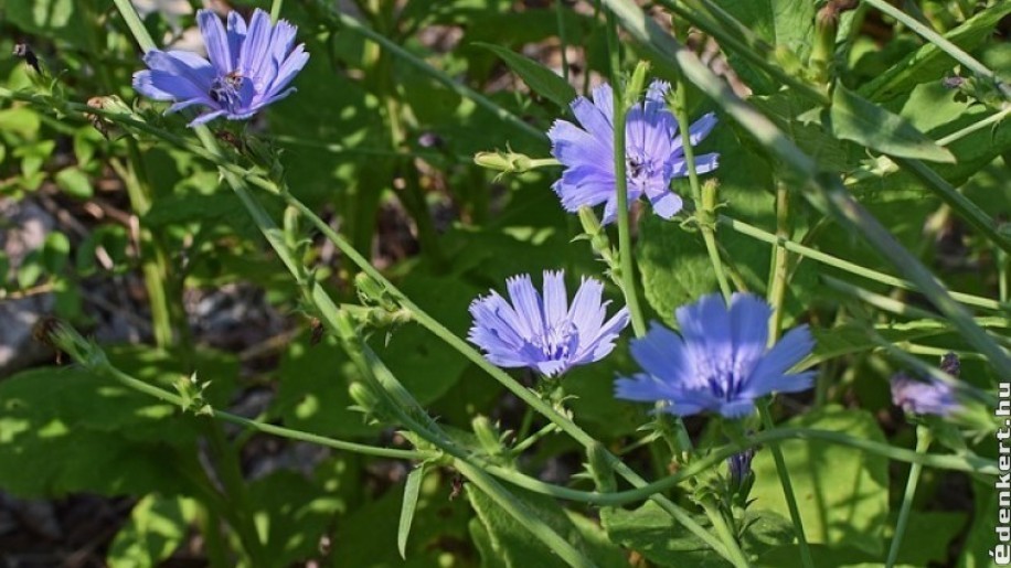Édenkert.hu | Cikória: útszéli gyomból kávé és salátakülönlegesség