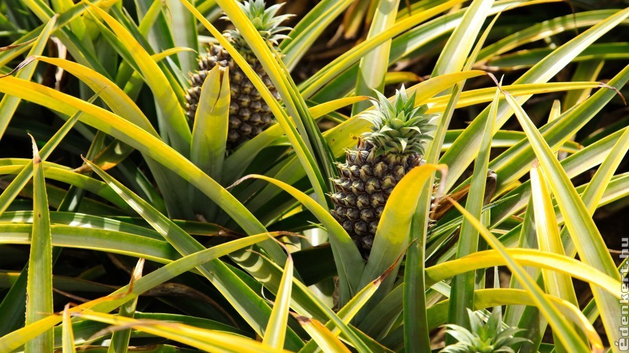 Édenkert.hu | Az ananász (Ananas comosus) ültetése, gondozása - 1. rész