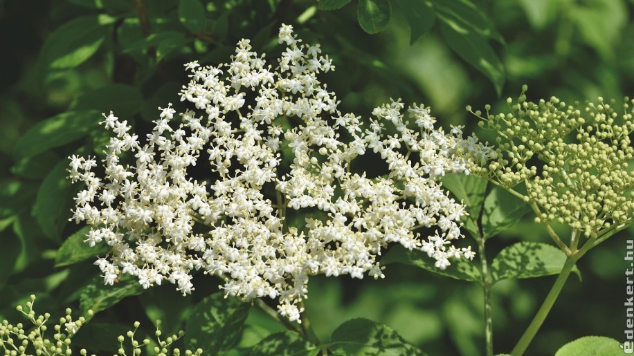 Édenkert.hu | Bodza gyógyhatása: egy igazi csodaszer, ennyi mindenre jó