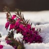 Hidegben is virító növények - Virágágyások - Díszkert