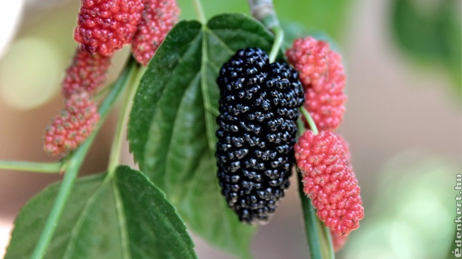 Édenkert.hu | Ültessünk a kertbe eperfát!