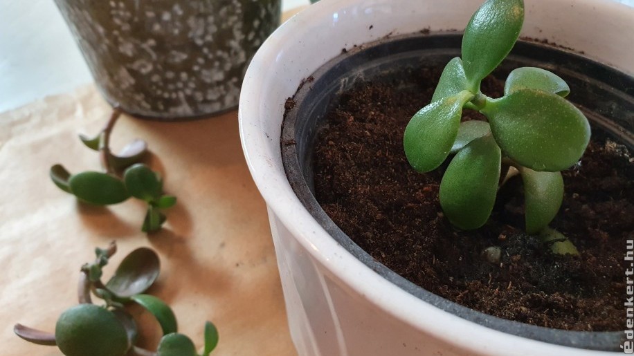 Édenkert.hu | Majomfa szaporítása egyszerűen házilag