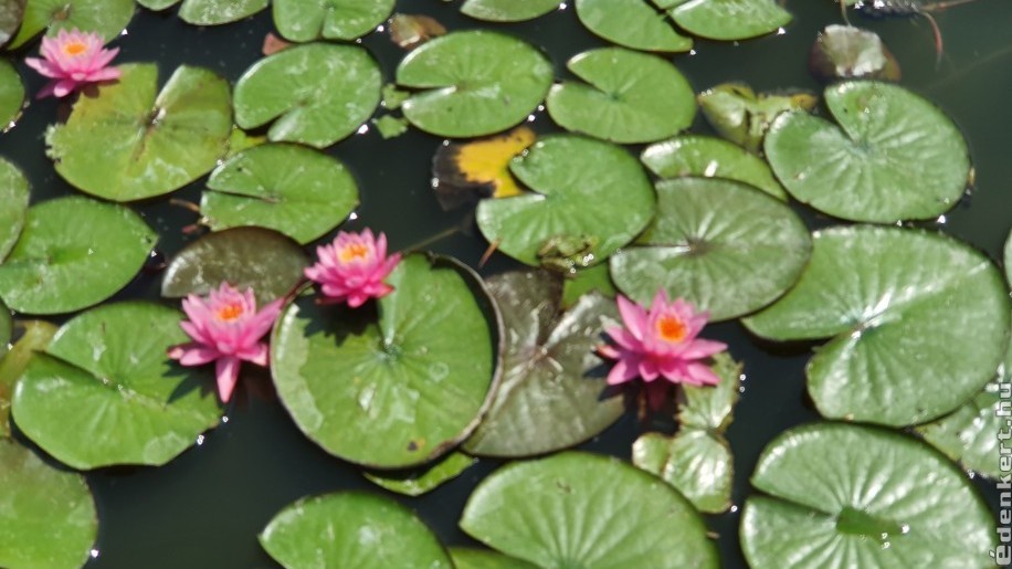 Édenkert.hu | Tavirózsa (tündérrózsa) ültetése: mire kell figyelni?