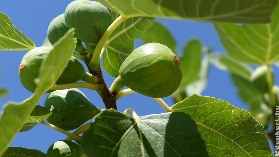 Édenkert.hu | Ehető termésű díszcserjék, melyek szépen díszítenek