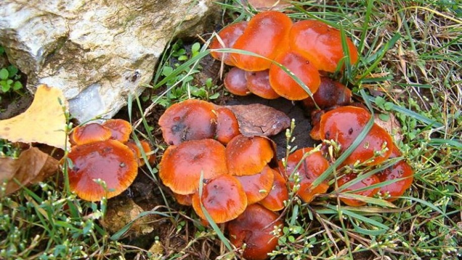 Édenkert.hu | 3 ehető gomba, amit télen is lehet gyűjteni