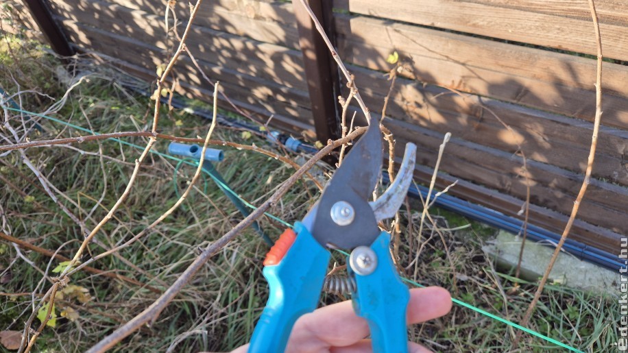 Édenkert.hu | Málna metszése tavasszal: mire kell figyelni?